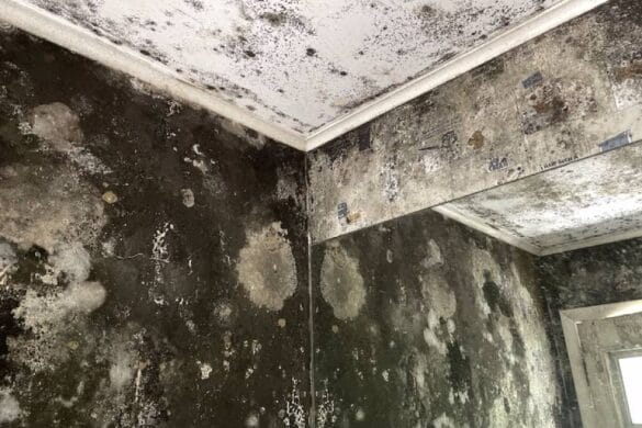 Removing Black Mold – Mold Solutions Removing Black Mold – Mold Solutions