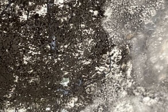 Size of Mold Spores and Mycotoxins—and Why it Matters - Mold Solutions