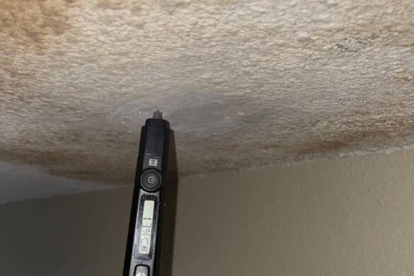 What Kills Mold Smell? (3 Scenarios, 10 Solutions) - Mold Solutions