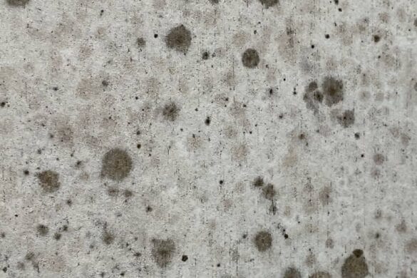 Size of Mold Spores and Mycotoxins—and Why it Matters - Mold Solutions