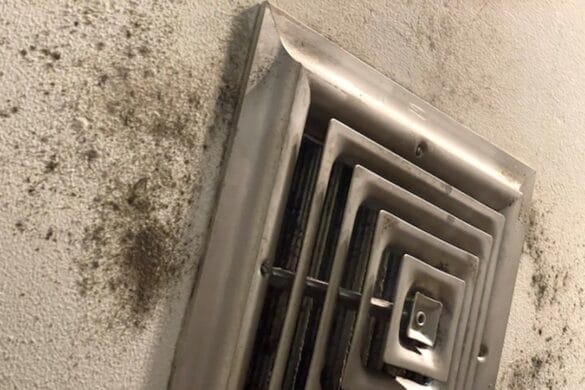 10 Most Common Types of Mold Found in Homes: Where, Why, and How to ...