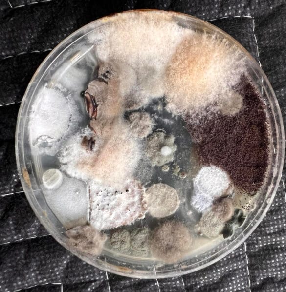 What Is Mold? - Mold Solutions