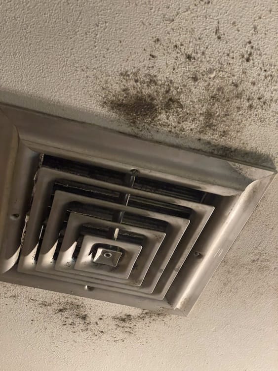Mold Removal Companies in my Area - Mold Solutions