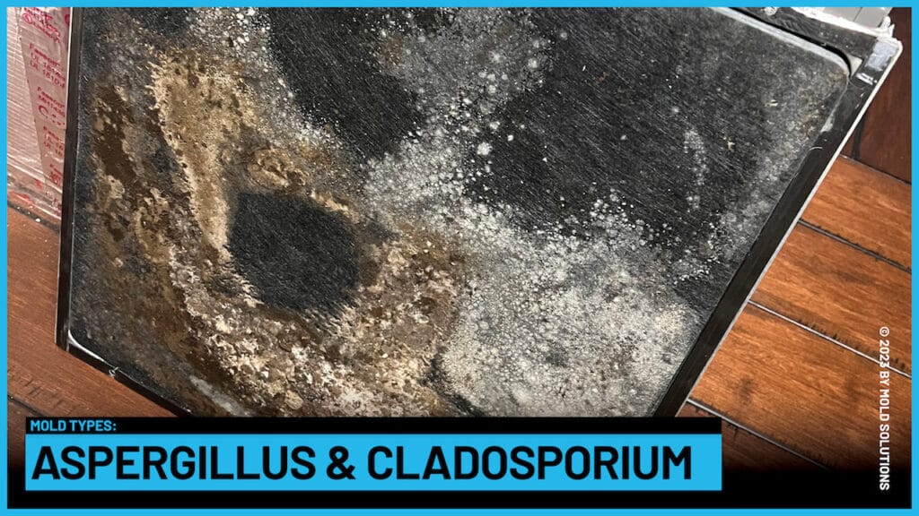 10 Most Common Types of Mold Found in Homes: Where, Why, and How to ...