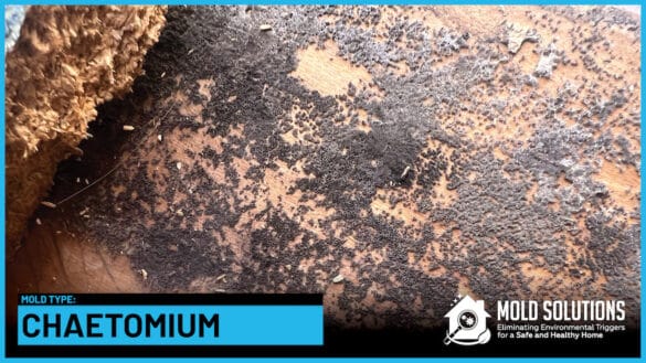 10 Most Common Types of Mold Found in Homes: Where, Why, and How to ...