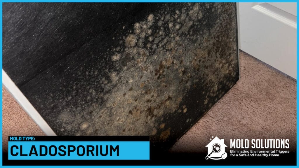 10 Most Common Types of Mold Found in Homes: Where, Why, and How to ...
