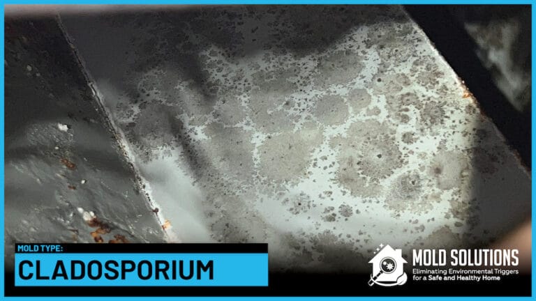 10 Most Common Types of Mold Found in Homes: Where, Why, and How to ...