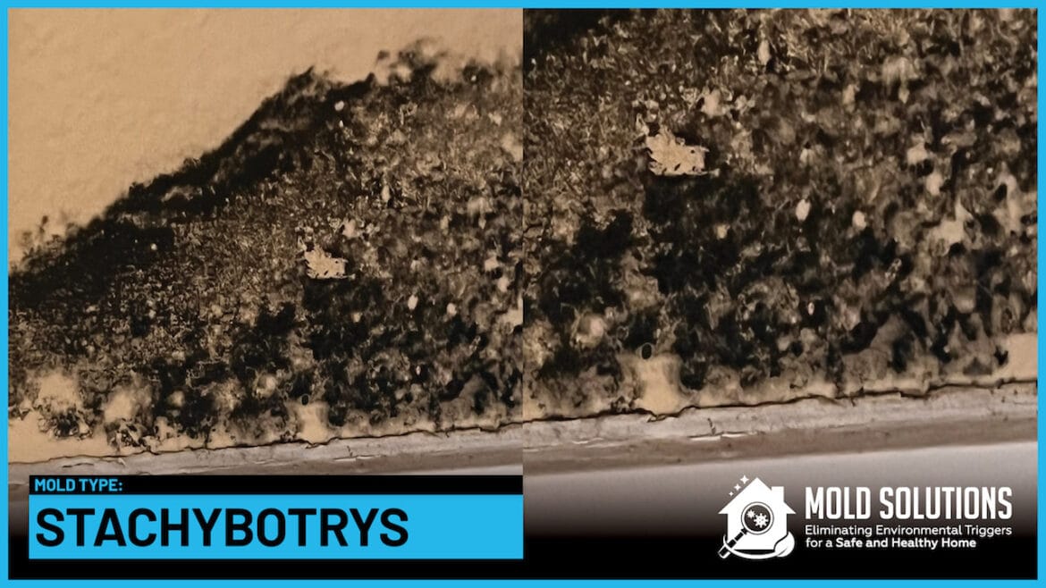 10 Most Common Types of Mold Found in Homes: Where, Why, and How to ...