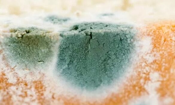 Mold's Many Colors: 10 Things You Need to Know About the Color of Mold ...