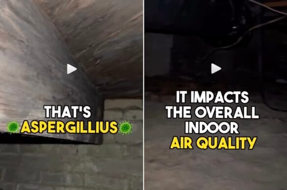 Here's What Mold in a Crawl Space Looks Like - Mold Solutions