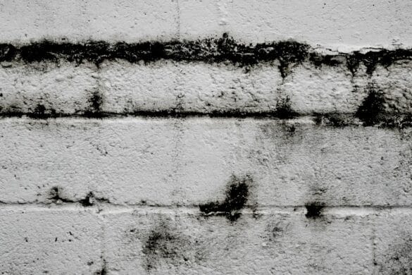 Prevent Mold Despite Humidity - Mold Solutions